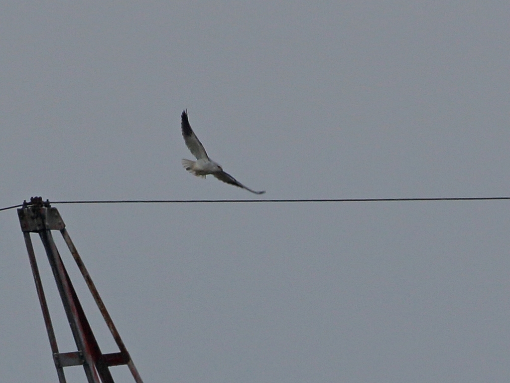 Black-winged Kite from Kunszentmiklós, 6090 Magyarország on December 1 ...