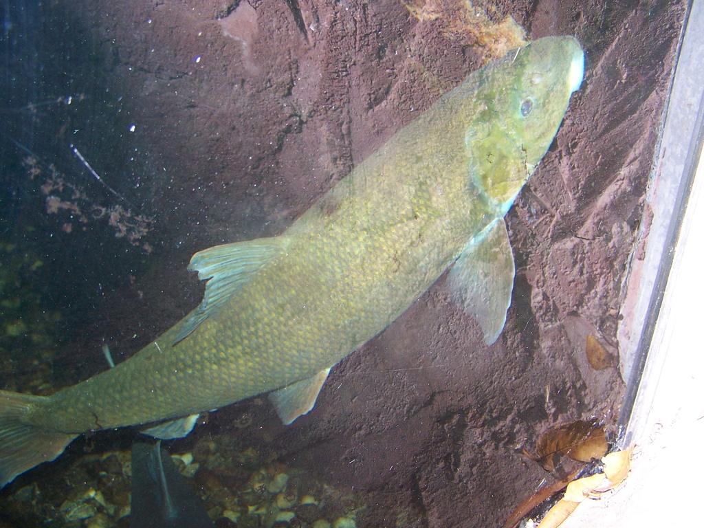 June Sucker (Chasmistes liorus) - Marine Life Identification