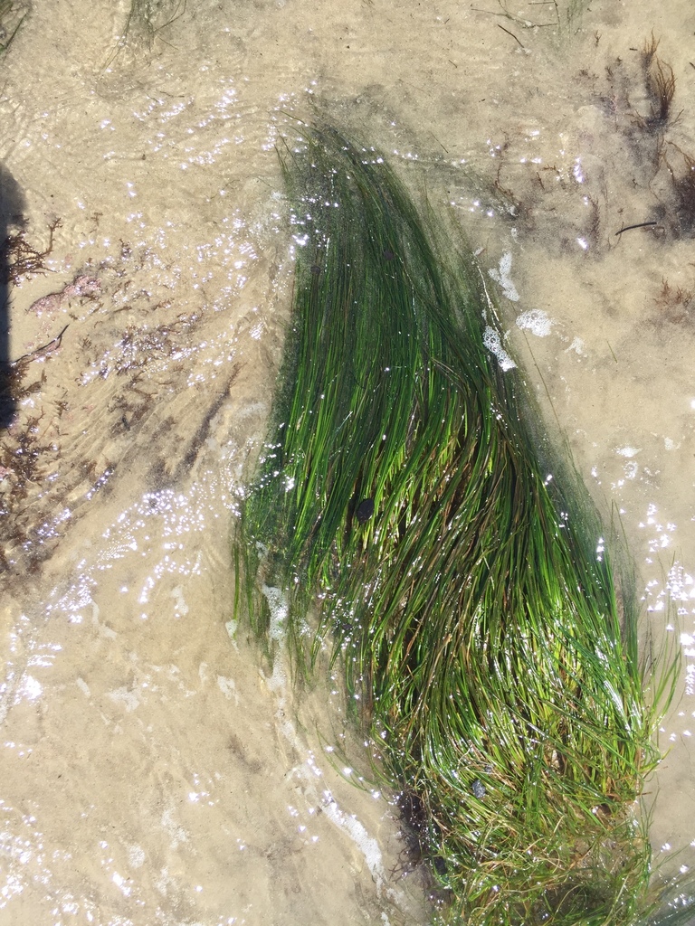 Seagrasses (Zosteraceae) - Botanical Realm