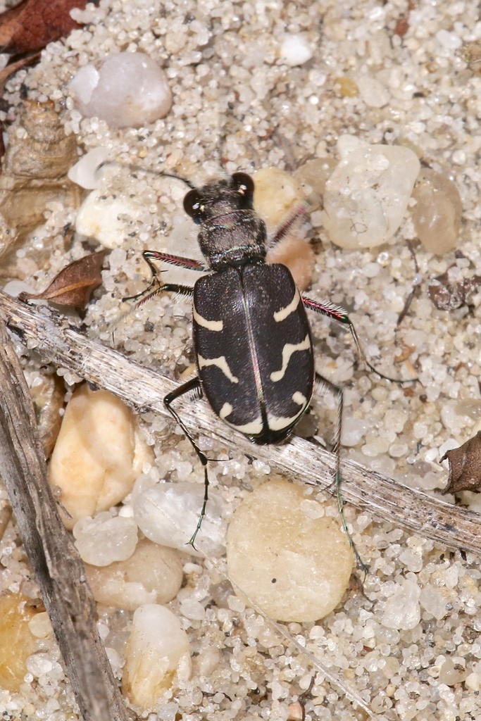Oblique-lined Tiger Beetle (Wildlife of Jackson Lake State Park ...