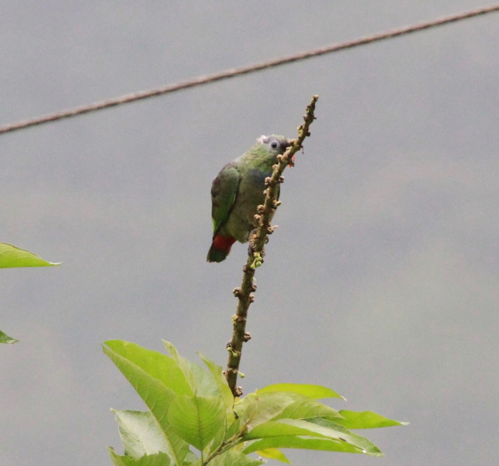 Red-billed Parrot (Pionus sordidus) - Avian Discovery