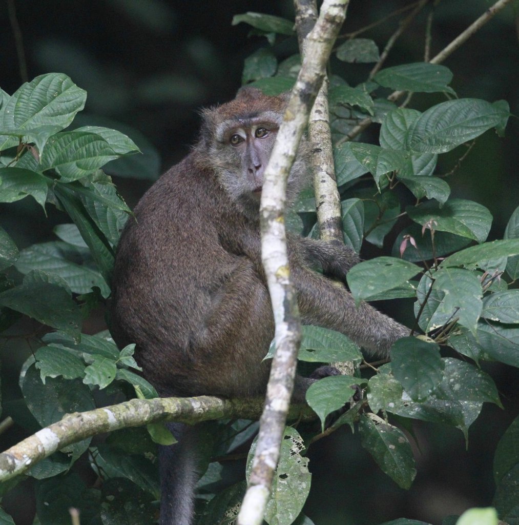 Philippine Long-tailed Macaque (Macaca fascicularis philippensis ...
