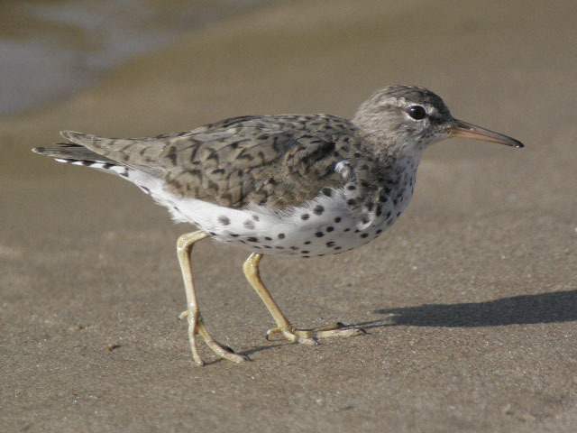Spotted Sandpiper (More Mesa Bird Guide) · iNaturalist NZ