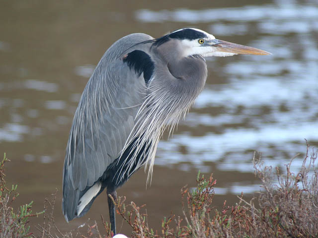 Great Blue Heron (More Mesa Bird Guide) · iNaturalist NZ