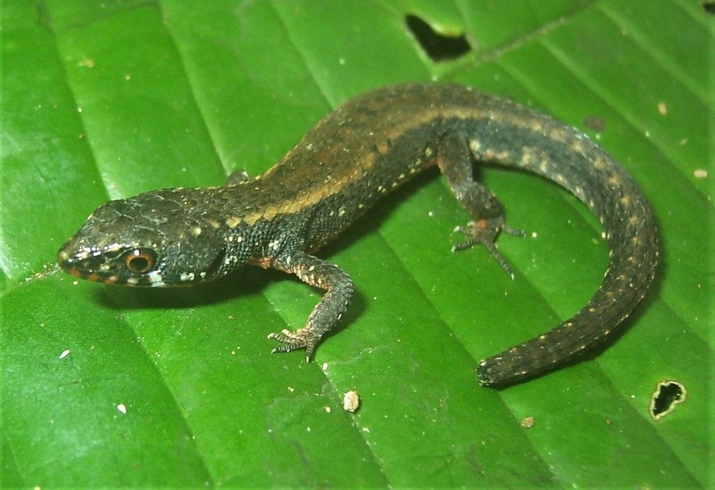 Common Root Teju from Dureno, Lago Agrio, Ecuador on April 5, 2004 at ...