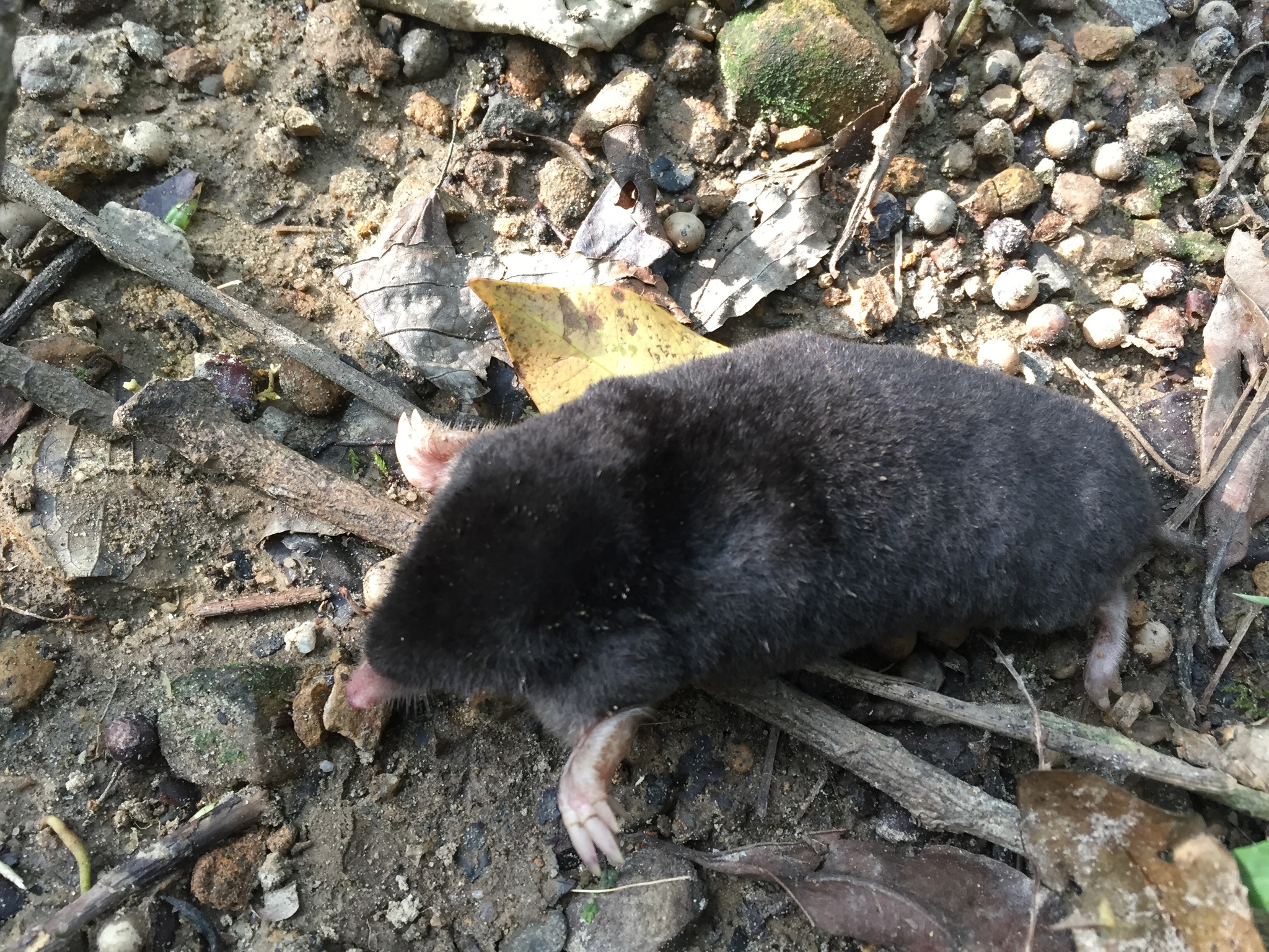 Mogera insularis (Swinhoe, 1863)