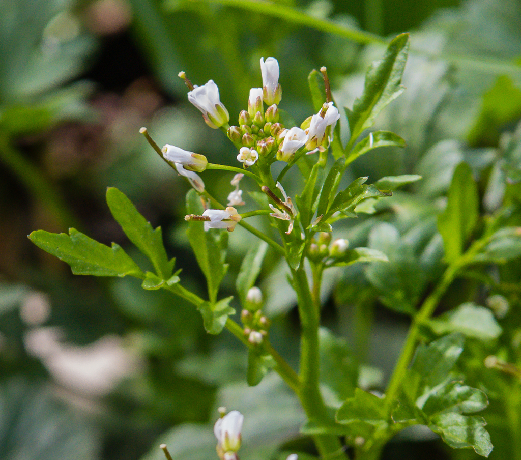 wavy bittercress from Langley Twp, BC, Canada on April 14, 2020 at 09: ...