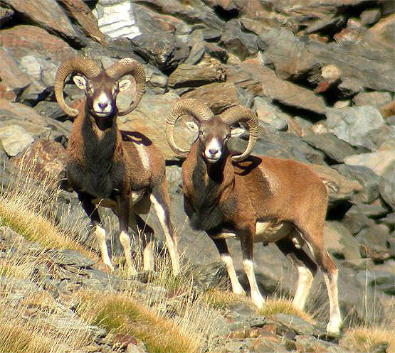 Antelopes, Goats, and Sheep (Antilopinae) - Know Your Mammals