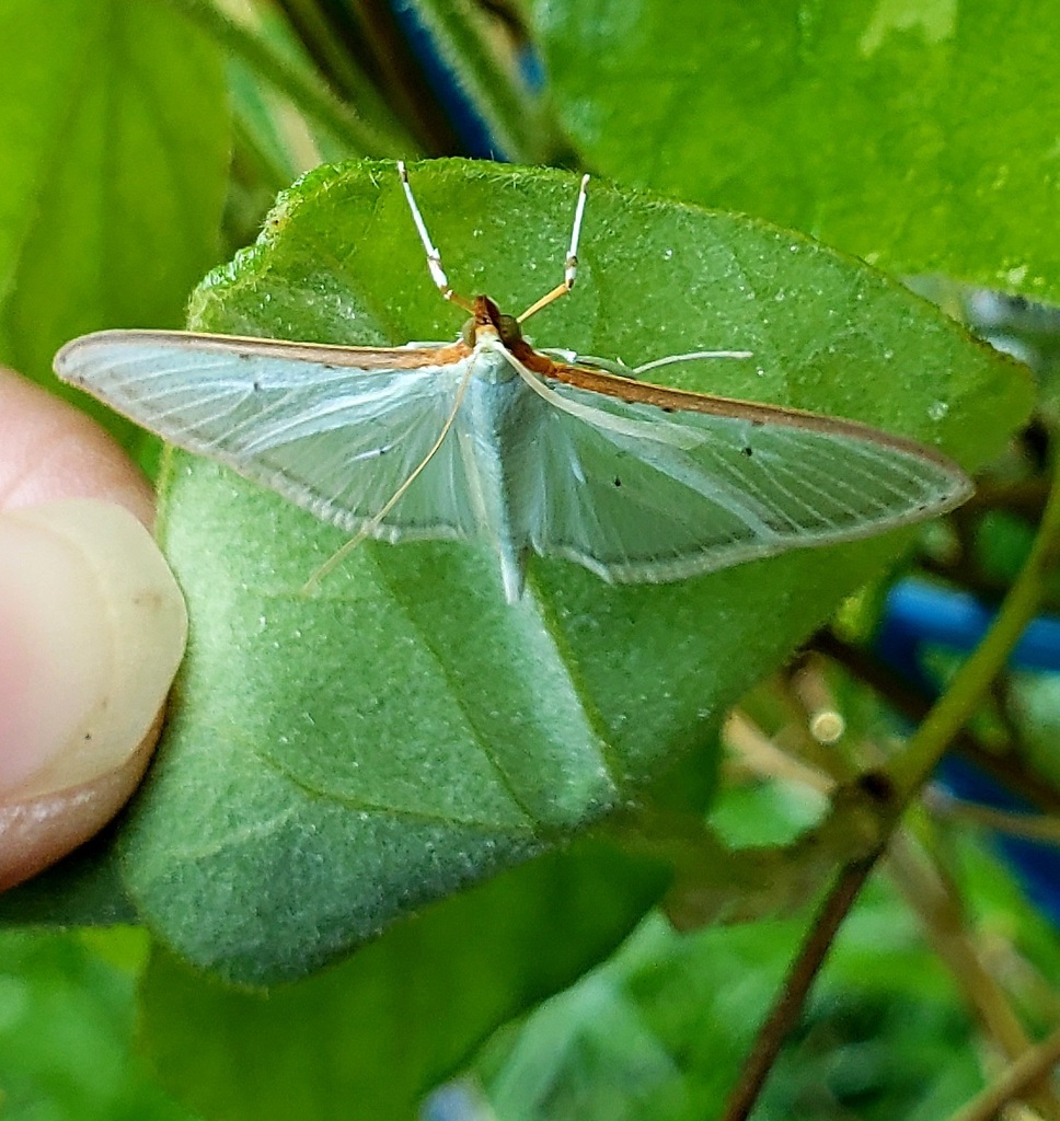 Four-spotted Palpita Moth from 11443 Sagecreek Drive on April 15, 2020 ...