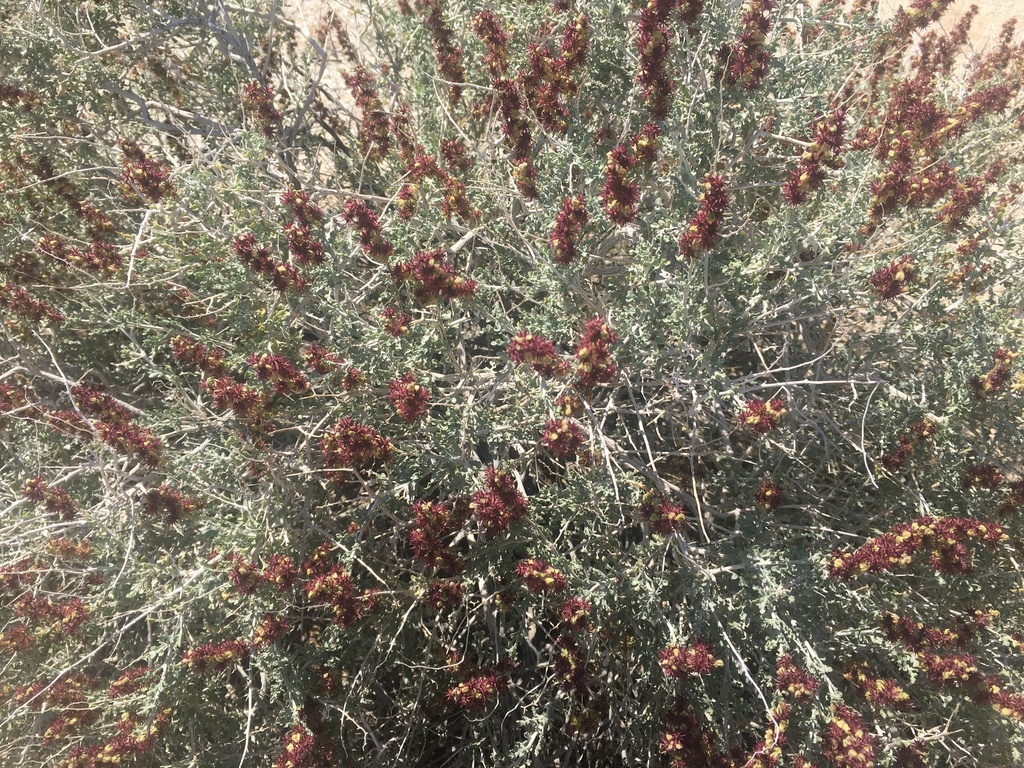 Burrobush from Joshua Tree National Park, Riverside County, US-CA, US ...