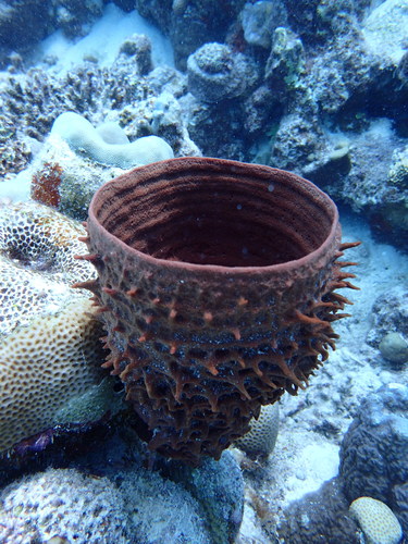 Prickly Tube Sponge (Callyspongia crassa) · iNaturalist