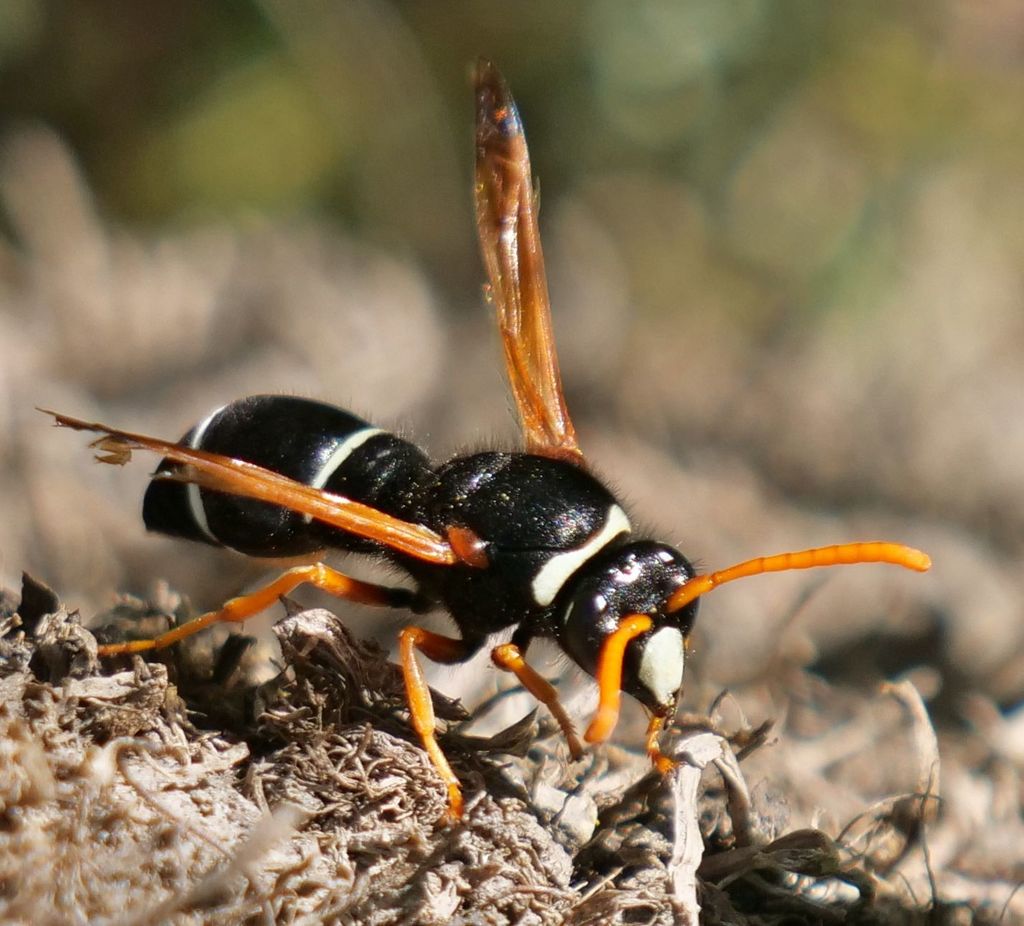 Hypodynerus labiatus (Abejas, abejorros y avispas) · iNaturalist