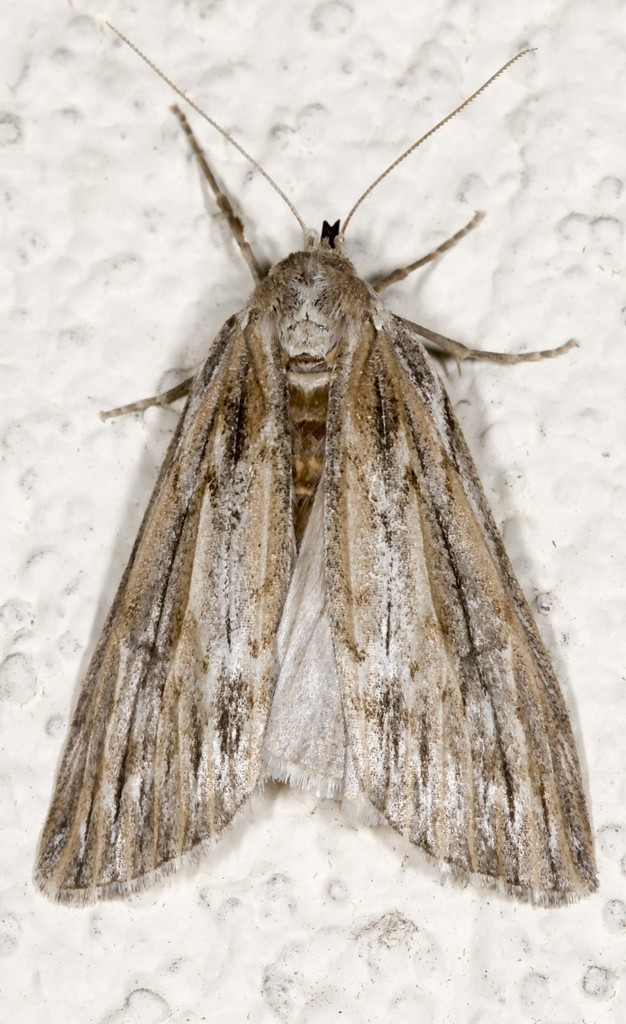 Brown Pasture Looper from Sale VIC 3850, Australia on April 15, 2020 at ...