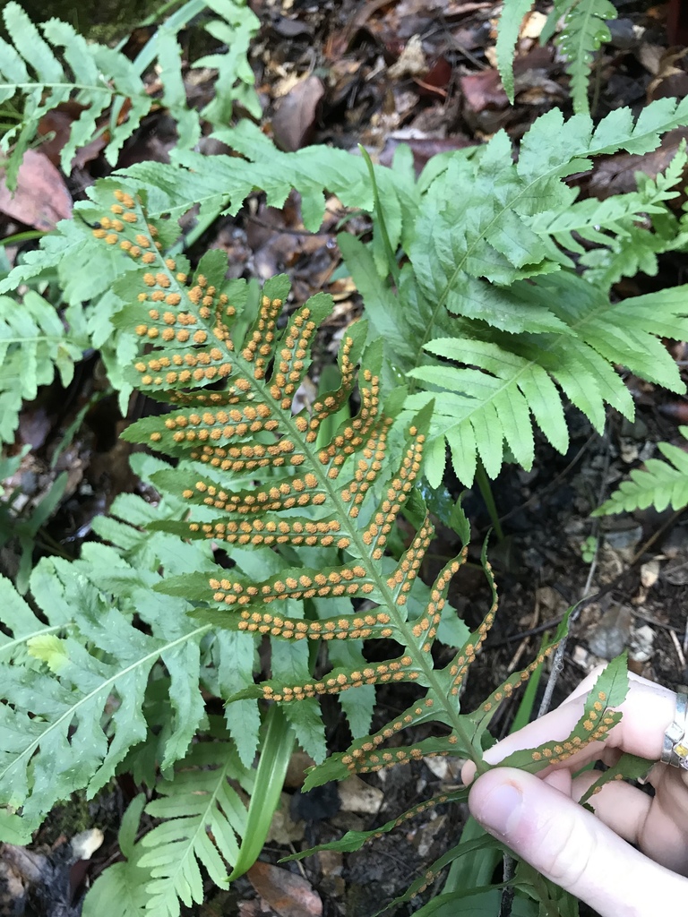 Nested Polypody from CA-49, Nevada City, CA, US on March 19, 2020 at 01 ...