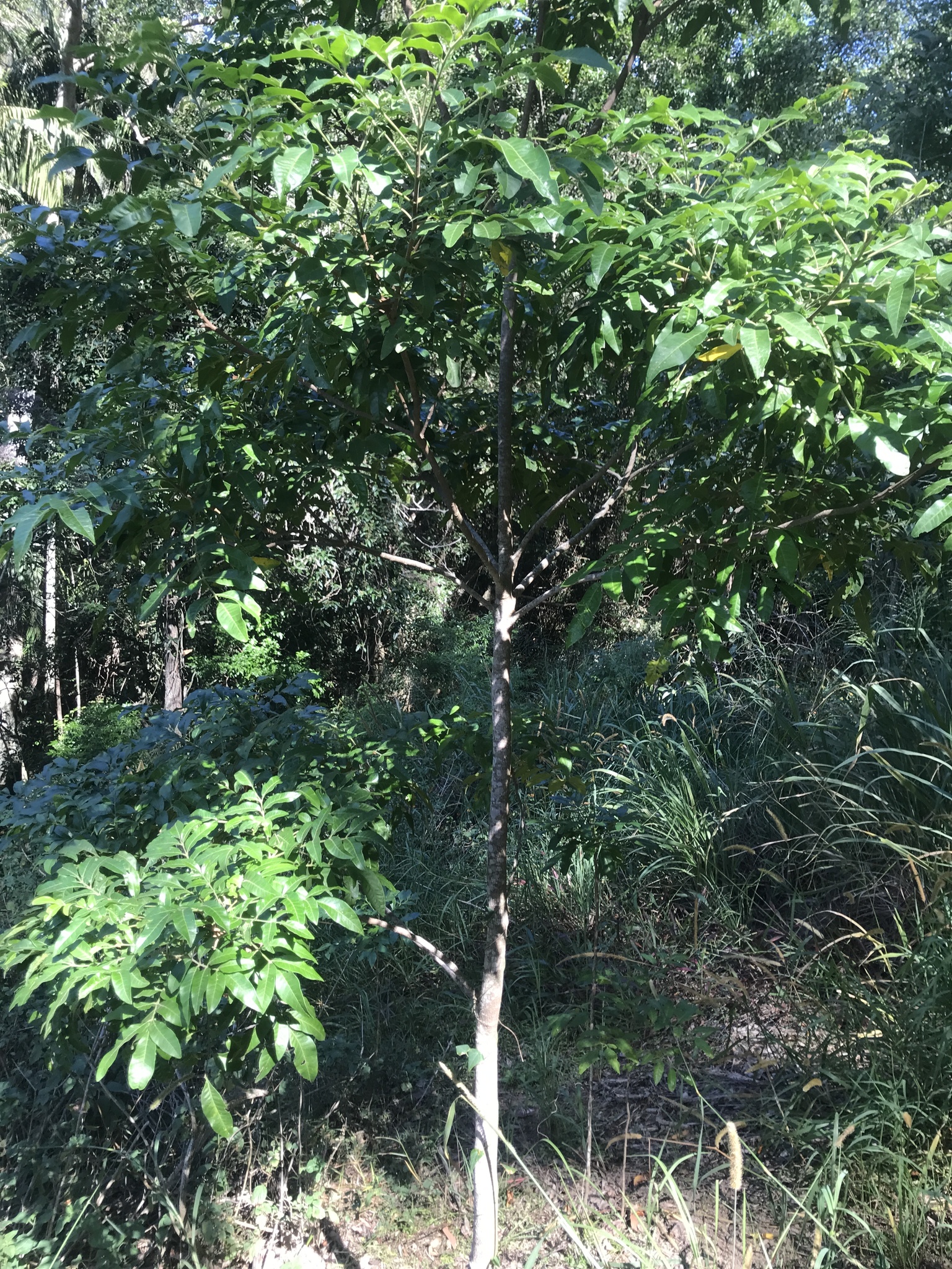 Mulawin Tree