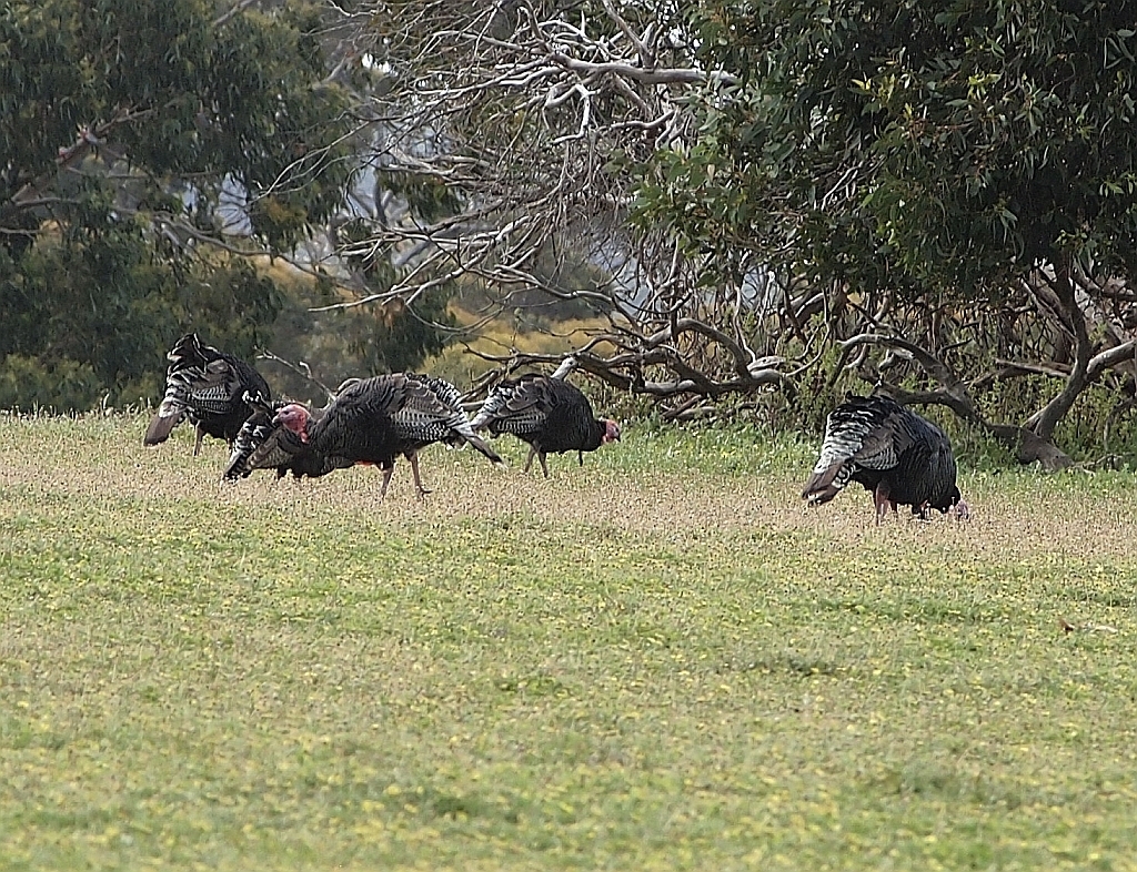 Domestic Turkey from 7928 S Coast Rd, Karatta SA 5223, Australia on ...
