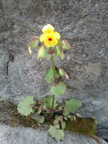 Shy Monkeyflower (Erythranthe nasuta) · iNaturalist