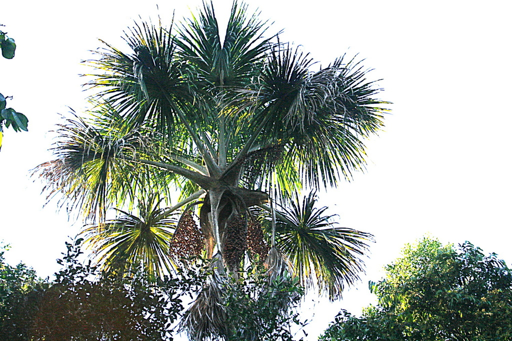 moriche palm from Anungu R., Francisco de Orellana, Ecuador on August ...