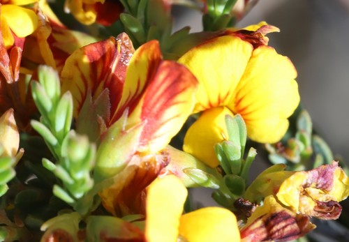 Eutaxia empetrifolia · iNaturalist