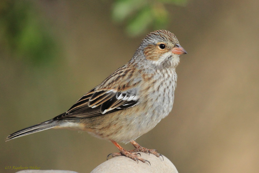 Blue Finch and Allied Sierra-Finches (Rhopospina) - Avian Discovery