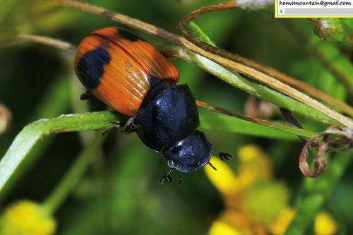 Aphodius plasoni · iNaturalist