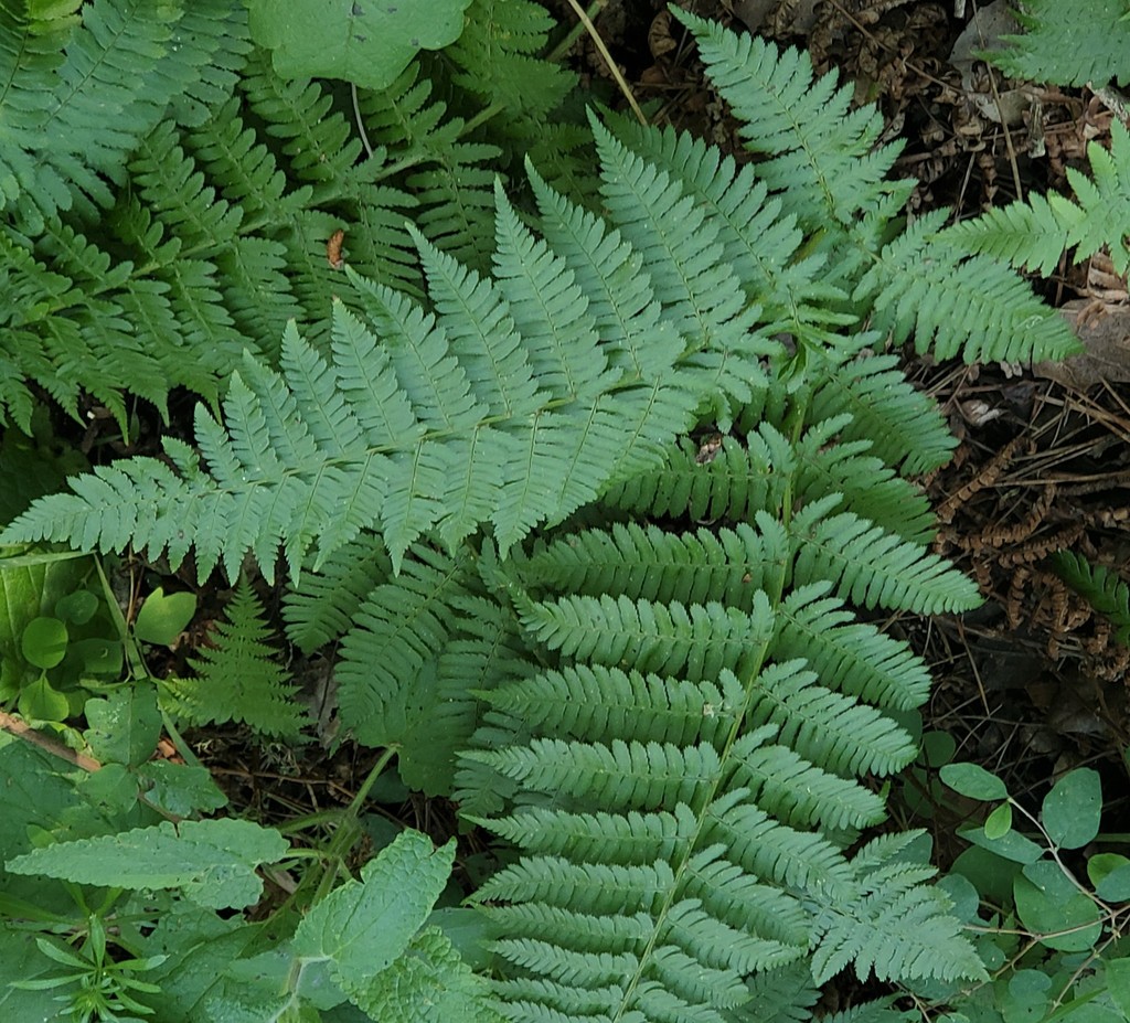 coastal woodfern (Dryopteris arguta) - Botanical Realm