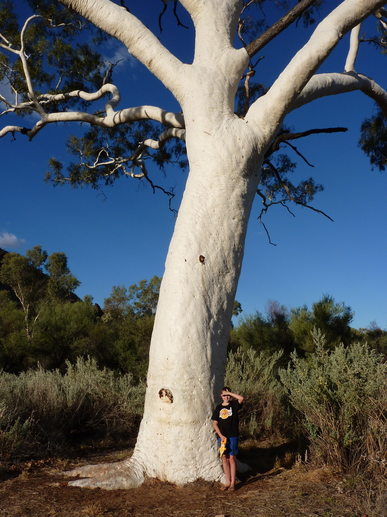 gum trees (Eucalypteae) - Botanical Realm
