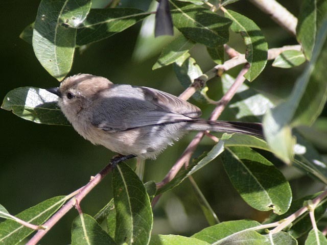 Bushtit (More Mesa Bird Guide) · iNaturalist Mexico