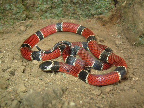 (Micrurus dumerilii transandinus) - Snakes and Lizards