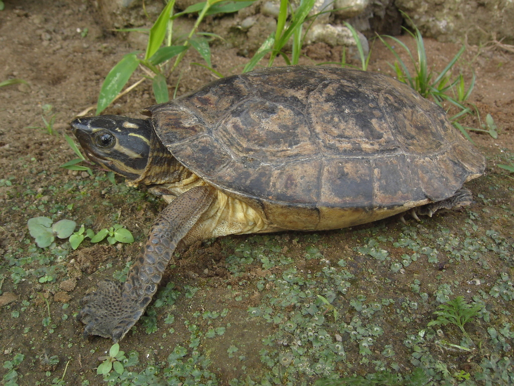 Large-nosed Wood Turtle in April 2004 by Mario Humberto Yánez-Muñoz ...