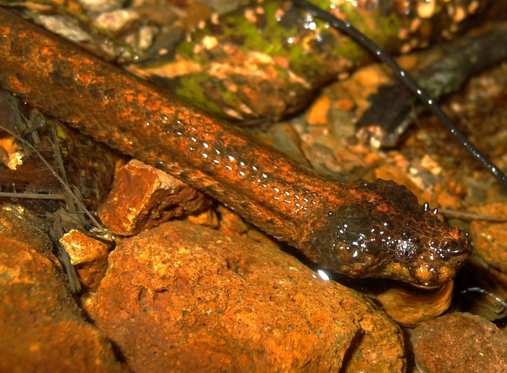 Northern Eyelash Boa from Tobar Donoso,Carchi, Ecuador on April 3, 2004 ...