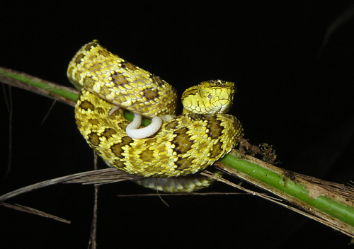 Spotted Lancehead (Bothrops punctatus) - Snakes and Lizards