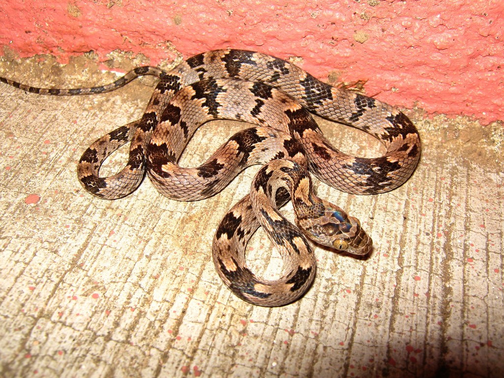 Western Lyre Snake (Trimorphodon biscutatus) - Snakes and Lizards