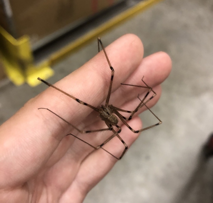 Giant Daddy-long-legs Spider from Hawaiʻi, Kailua Kona, HI, US on April ...