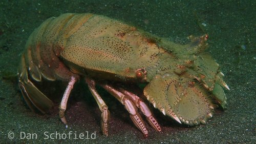 Flathead Lobster (Thenus orientalis) · iNaturalist