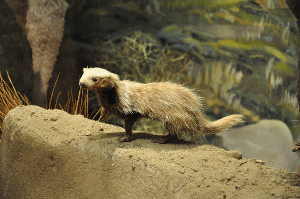Patagonian Weasel (Lyncodon patagonicus) - Know Your Mammals