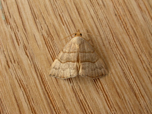 Genus Meranda · iNaturalist