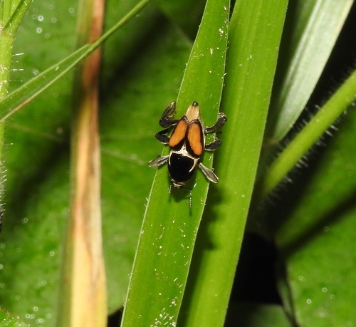 Genus Belopoeus · iNaturalist