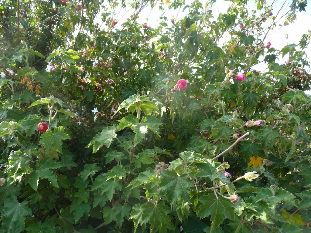 (Phymosia rosea) - Botanical Realm