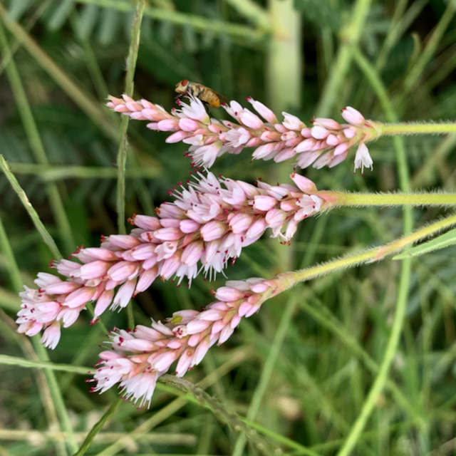 Knotweed (Plants of Rosewood Nature Study Area) · iNaturalist