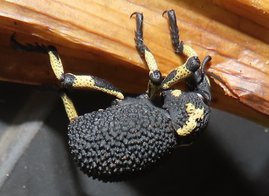 Foxy Lily Weevil from St Lucia 1 on April 14, 2020 at 12:42 PM by ...