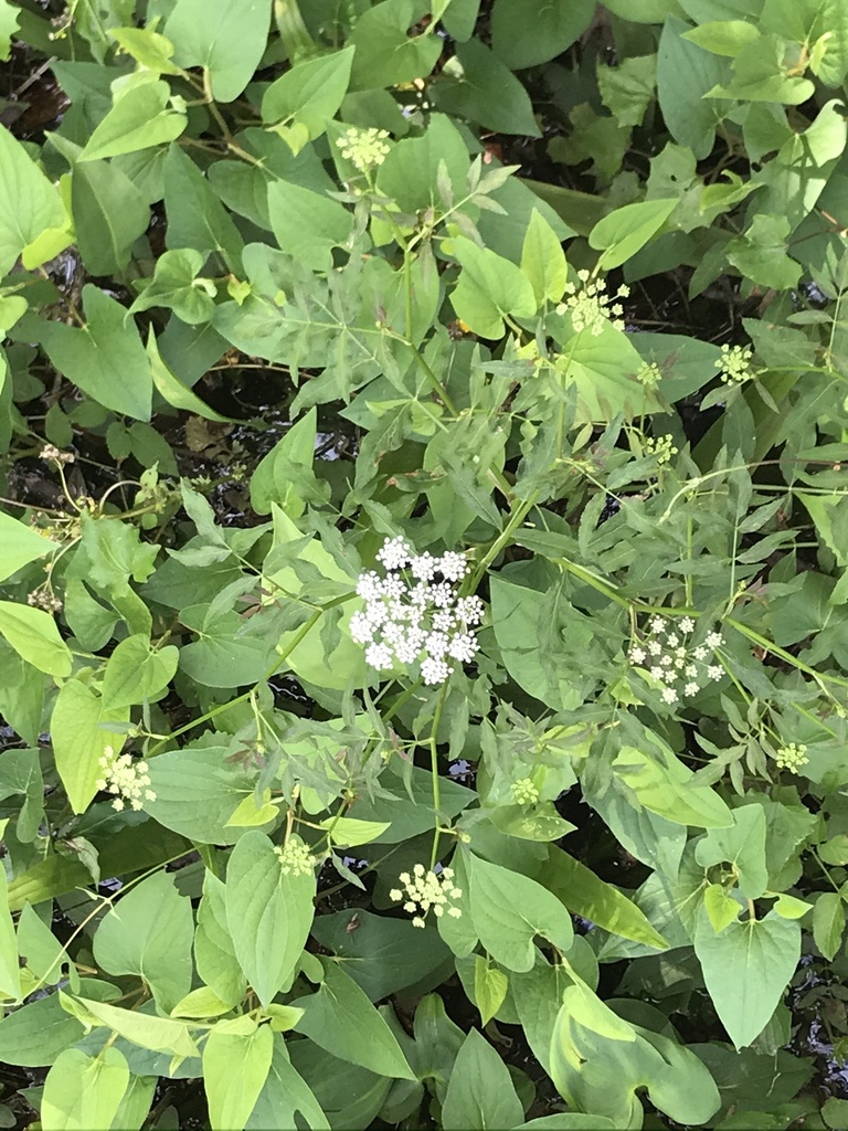 water parsnip from Wakulla River, Crawfordville, FL, US on April 11 ...