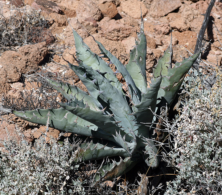 La Paz Agave (Agave sobria) - Botanical Realm