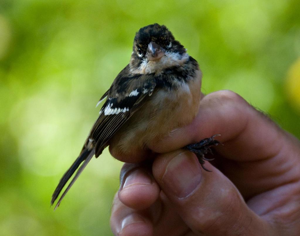 White-collared Seedeater (Birds of Nayarit) · iNaturalist