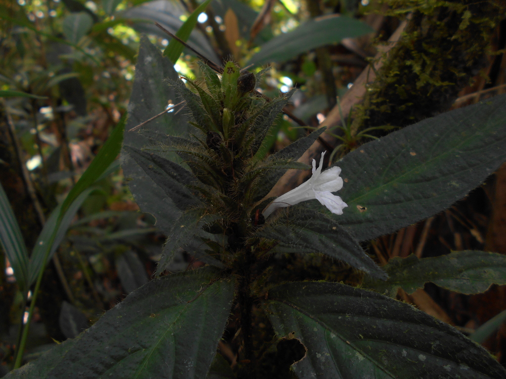 ruellias from Parque Etnobotánico Omaere, Puyo, Equador on October 30 ...