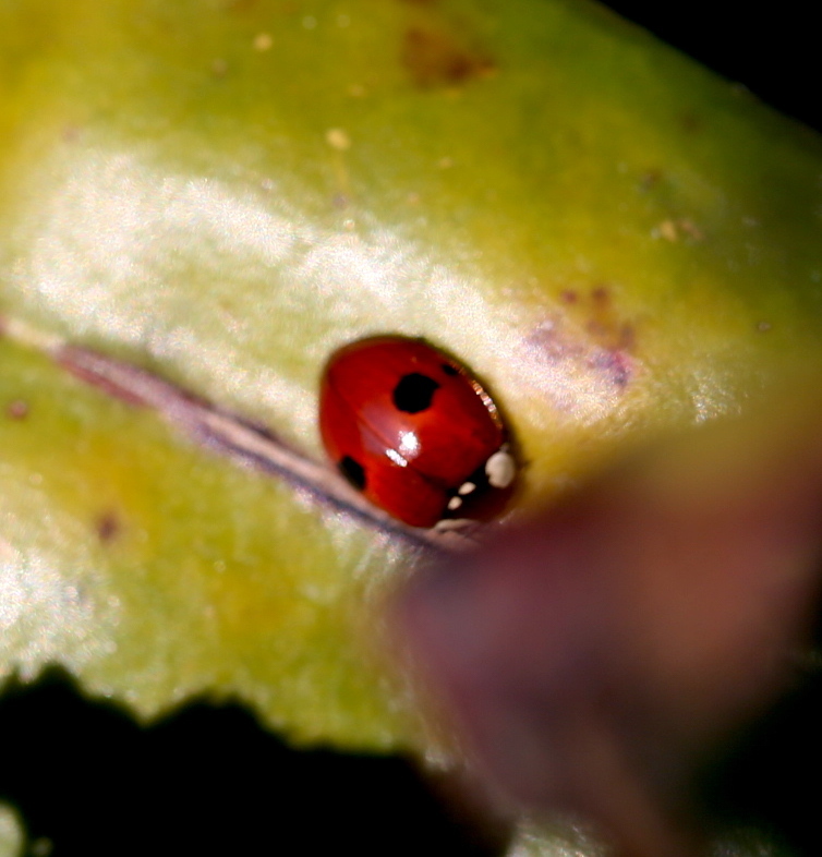 Two-spotted Lady Beetle from Formby, Liverpool L37, UK on April 16 ...