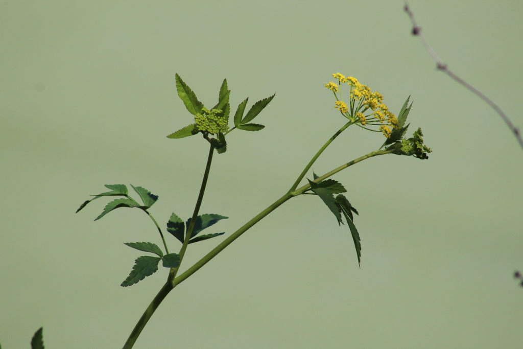 Golden Alexanders (Apiaceae (Parsley) of the Pacific Northwest ...