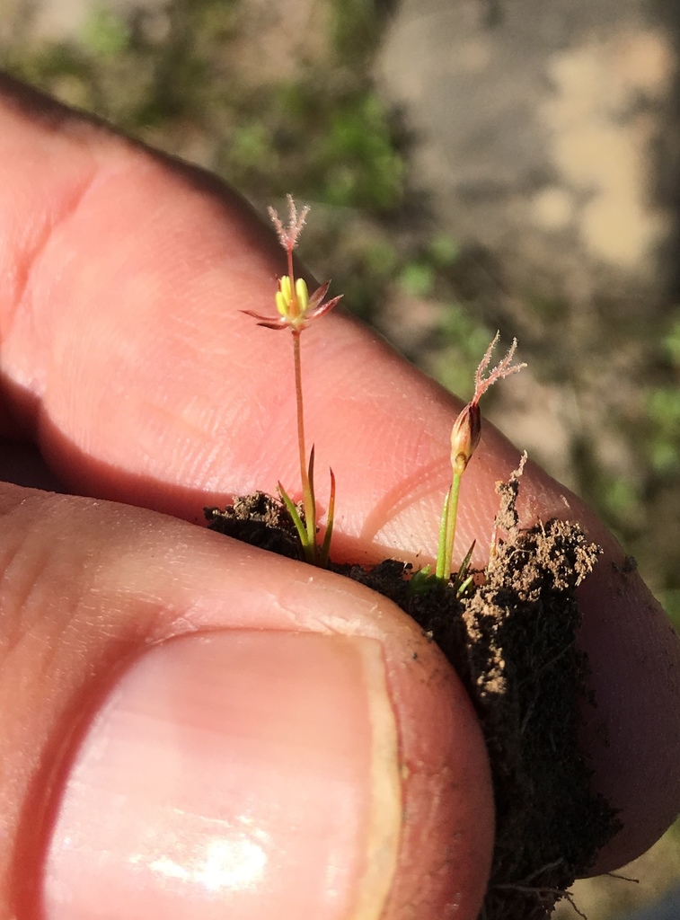 ahart's dwarf rush in March 2020 by emackinnon · iNaturalist
