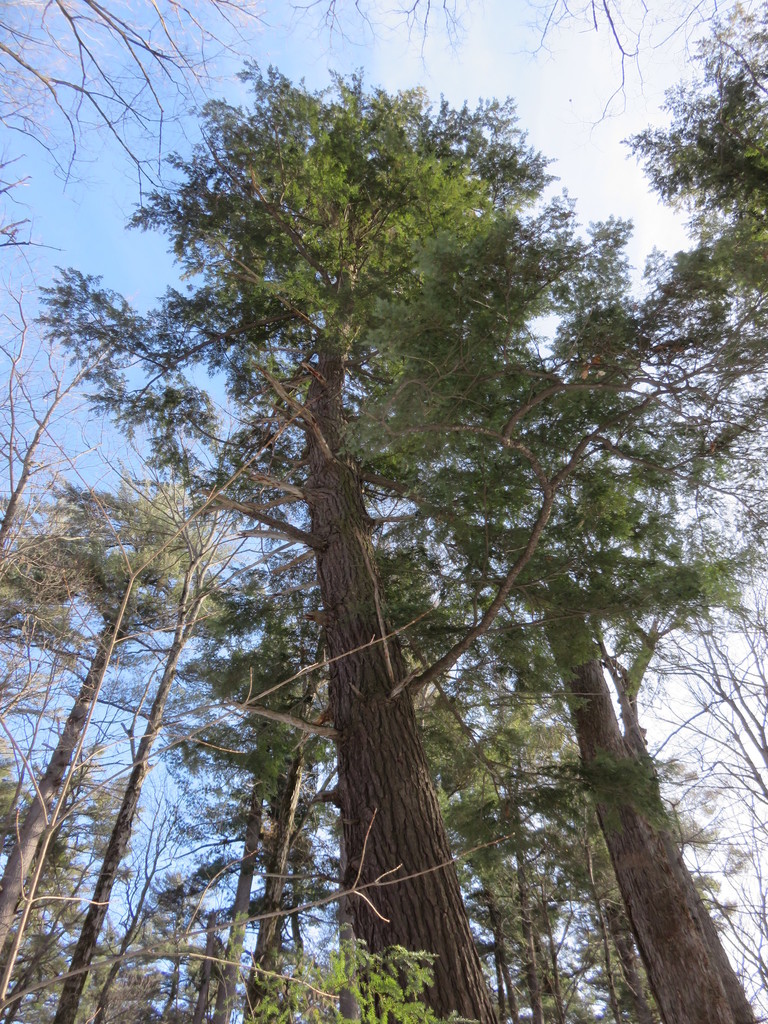 eastern hemlock from Gillies Grove, Arnprior on January 15, 2017 at 12: ...
