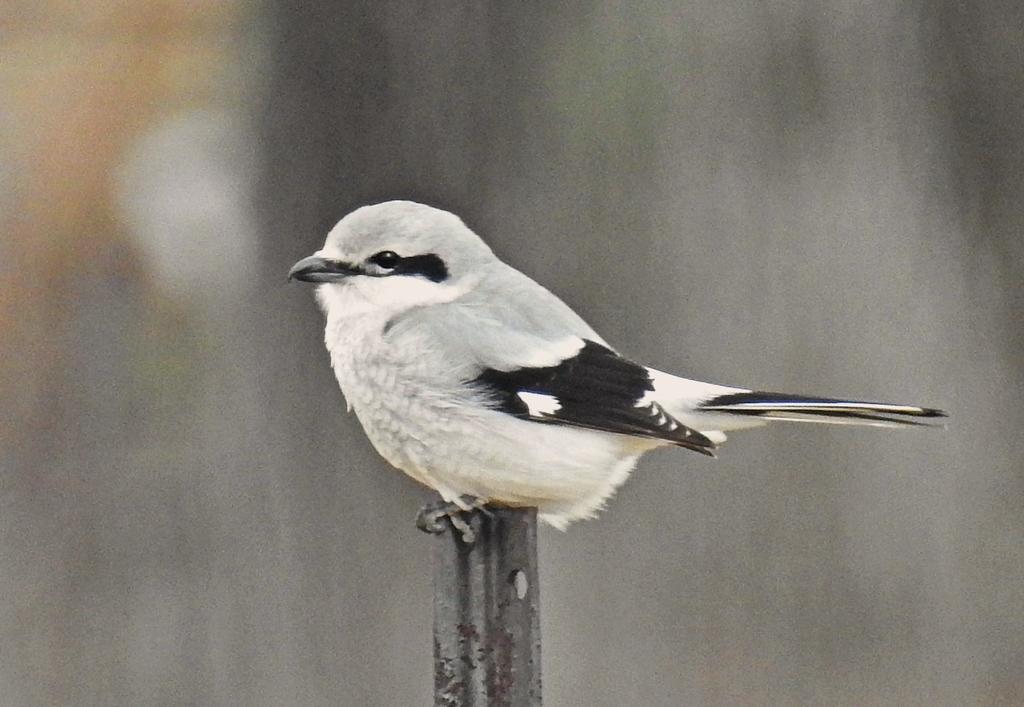 Northern Shrike (Birds of Rosewood Nature Study Area) · iNaturalist